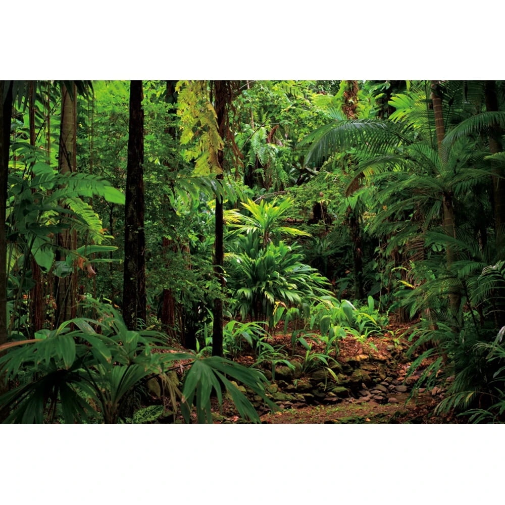 Spring Forest Backdrop Tropical Jungle Rainforest Backdrops for ...