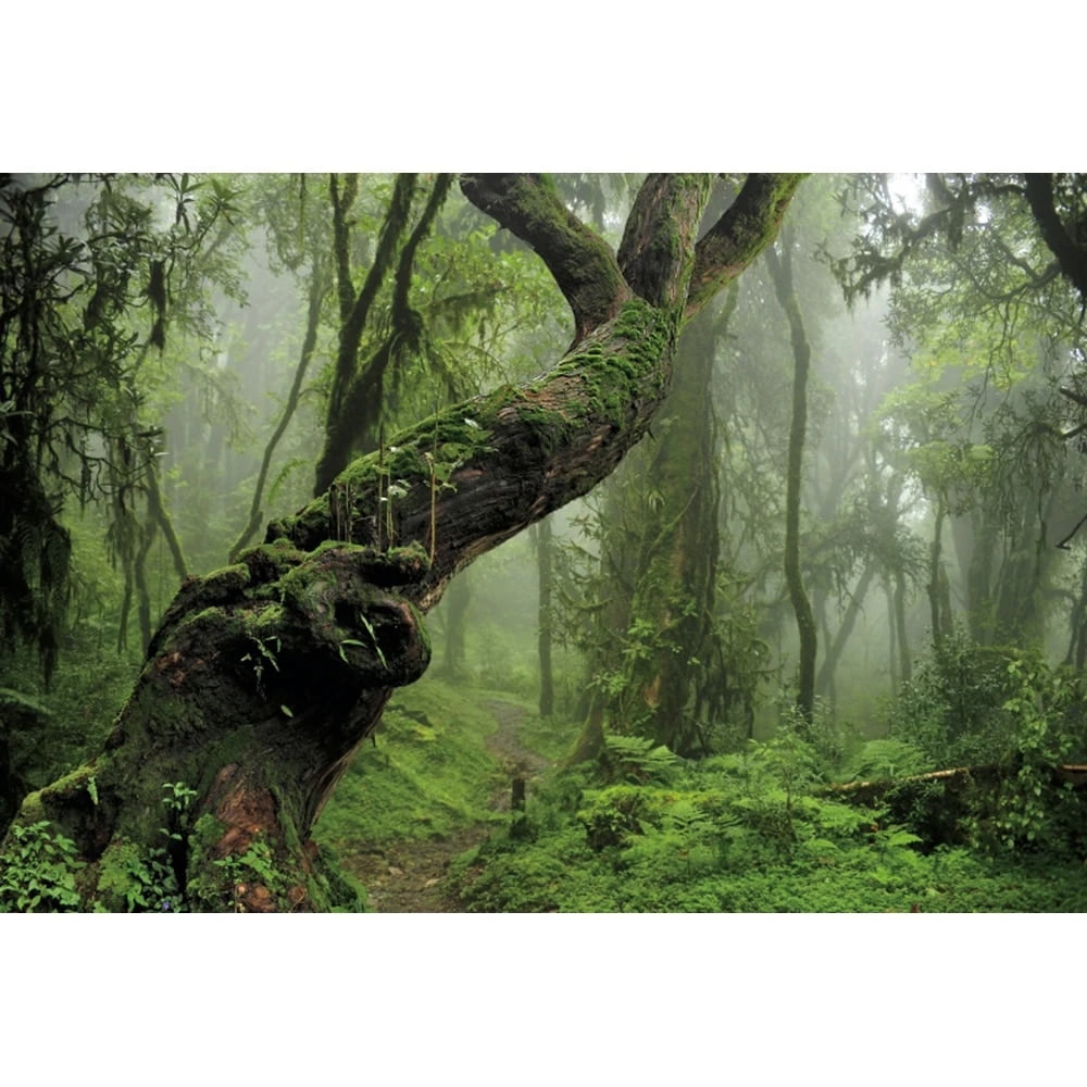 Spring Forest Backdrop Tropical Jungle Rainforest Backdrops for ...