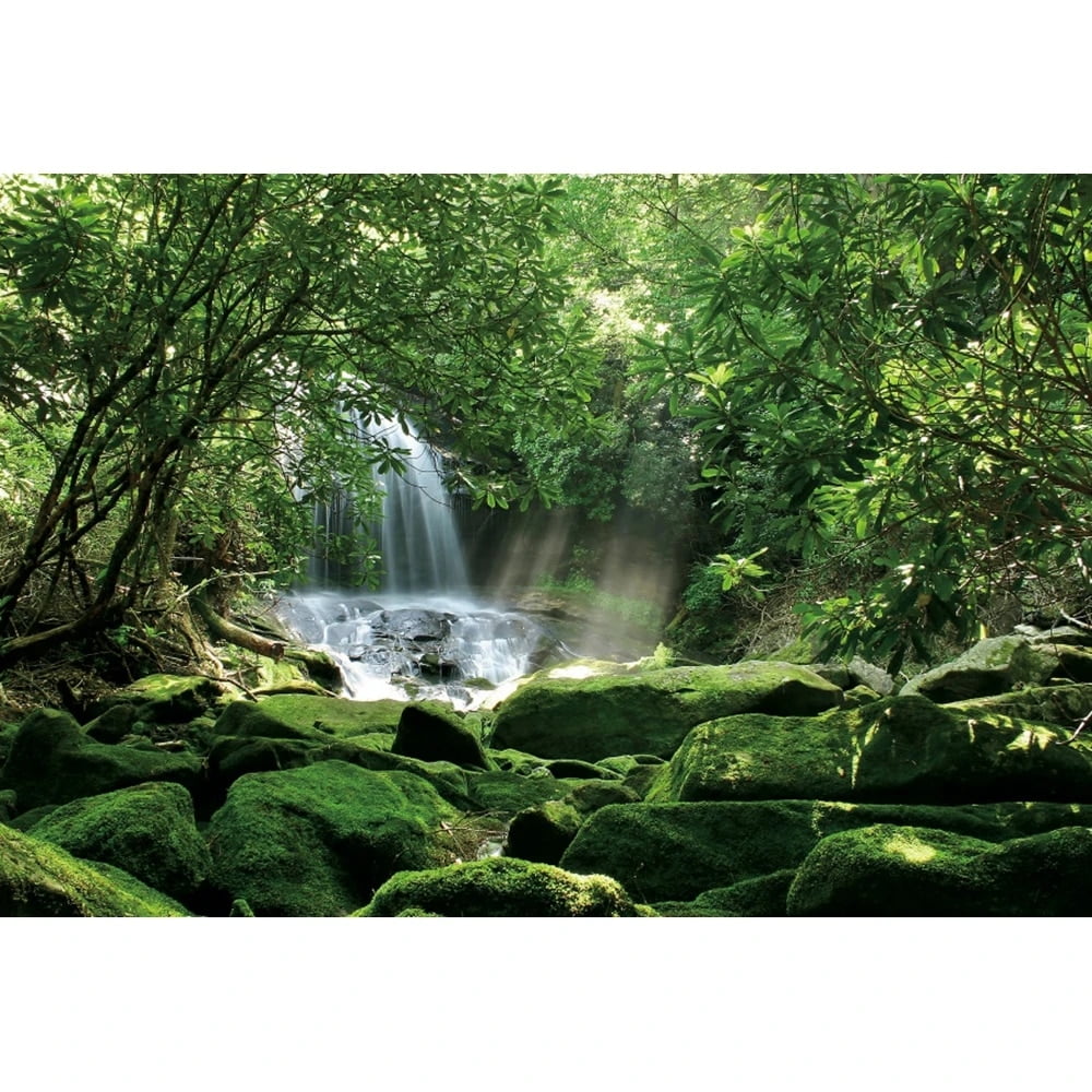 Spring Forest Backdrop Tropical Jungle Rainforest Backdrops for ...