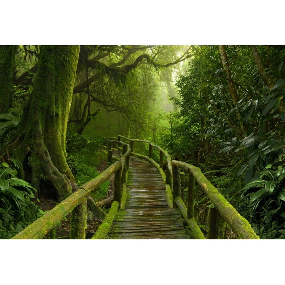 Spring Forest Backdrop Tropical Jungle Rainforest Backdrops for ...