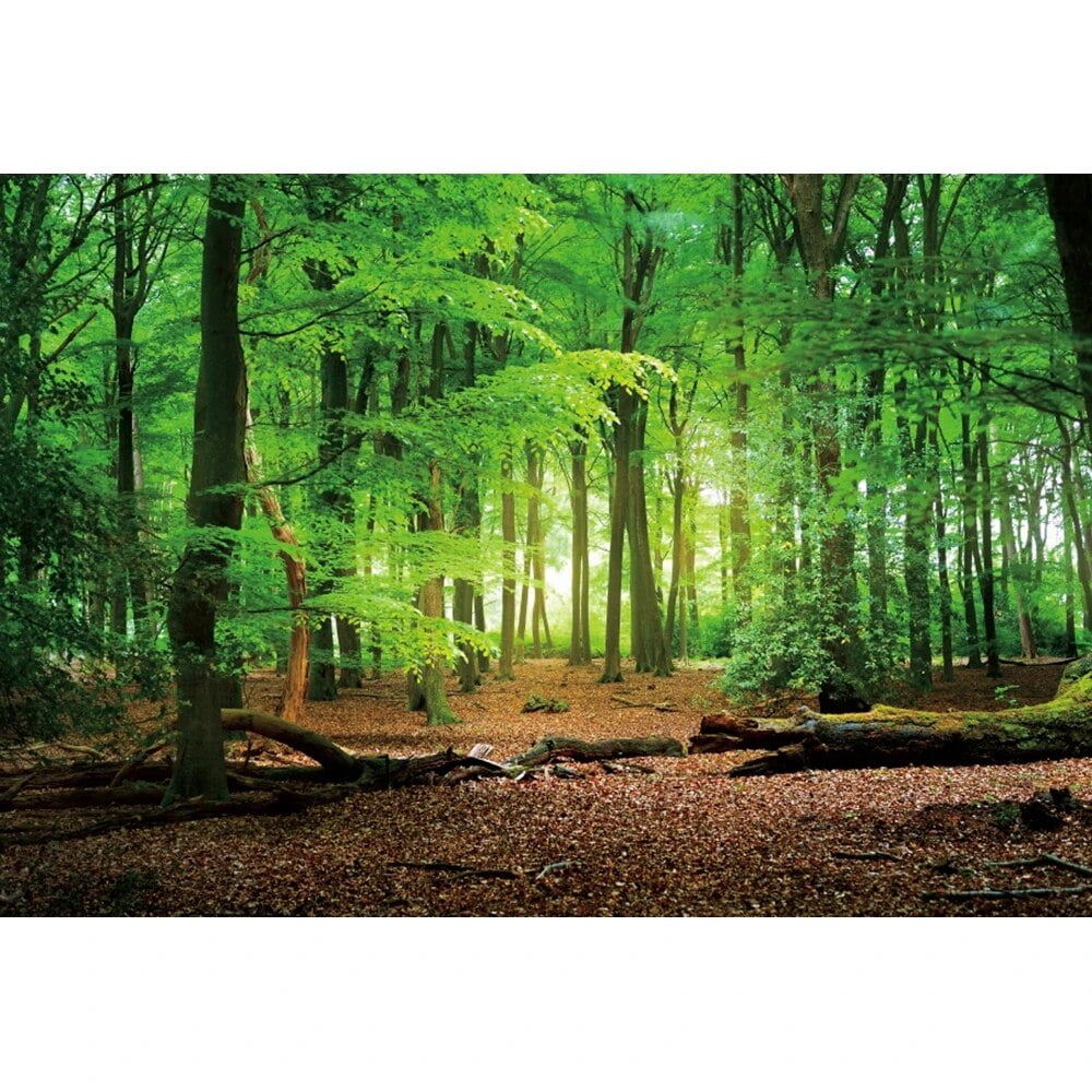 Spring Forest Backdrop Tropical Jungle Rainforest Backdrops for ...