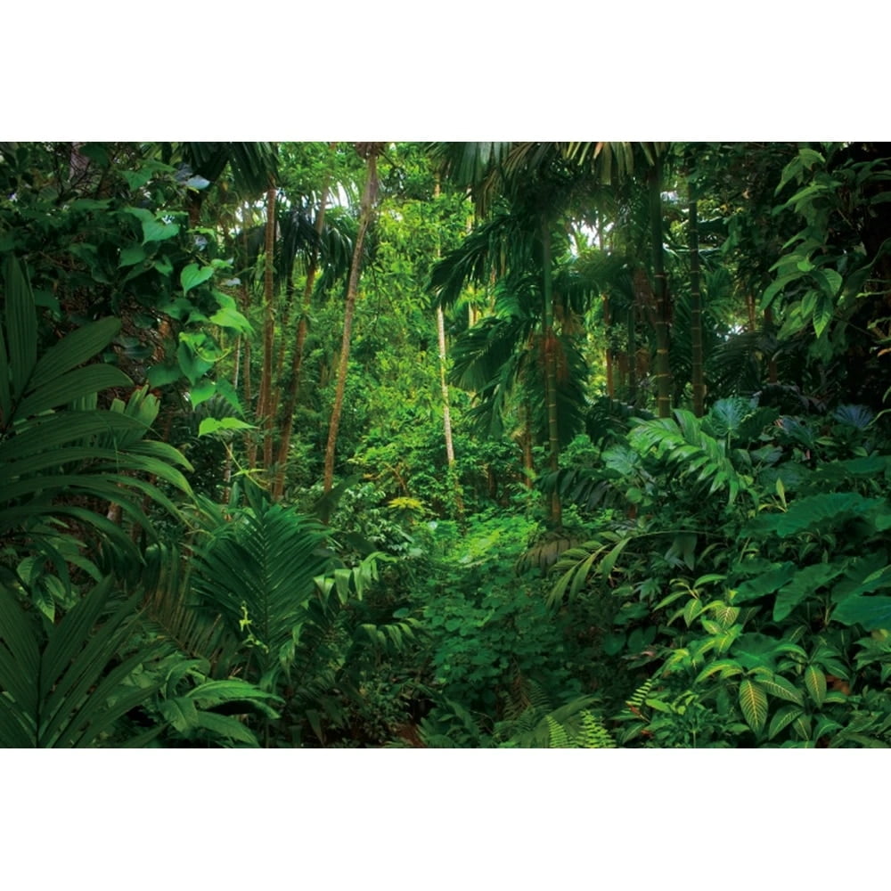 Spring Forest Backdrop Tropical Jungle Rainforest Backdrops for ...