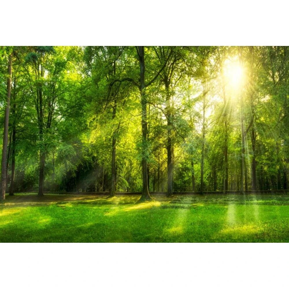 Spring Forest Backdrop Tropical Jungle Rainforest Backdrops for ...