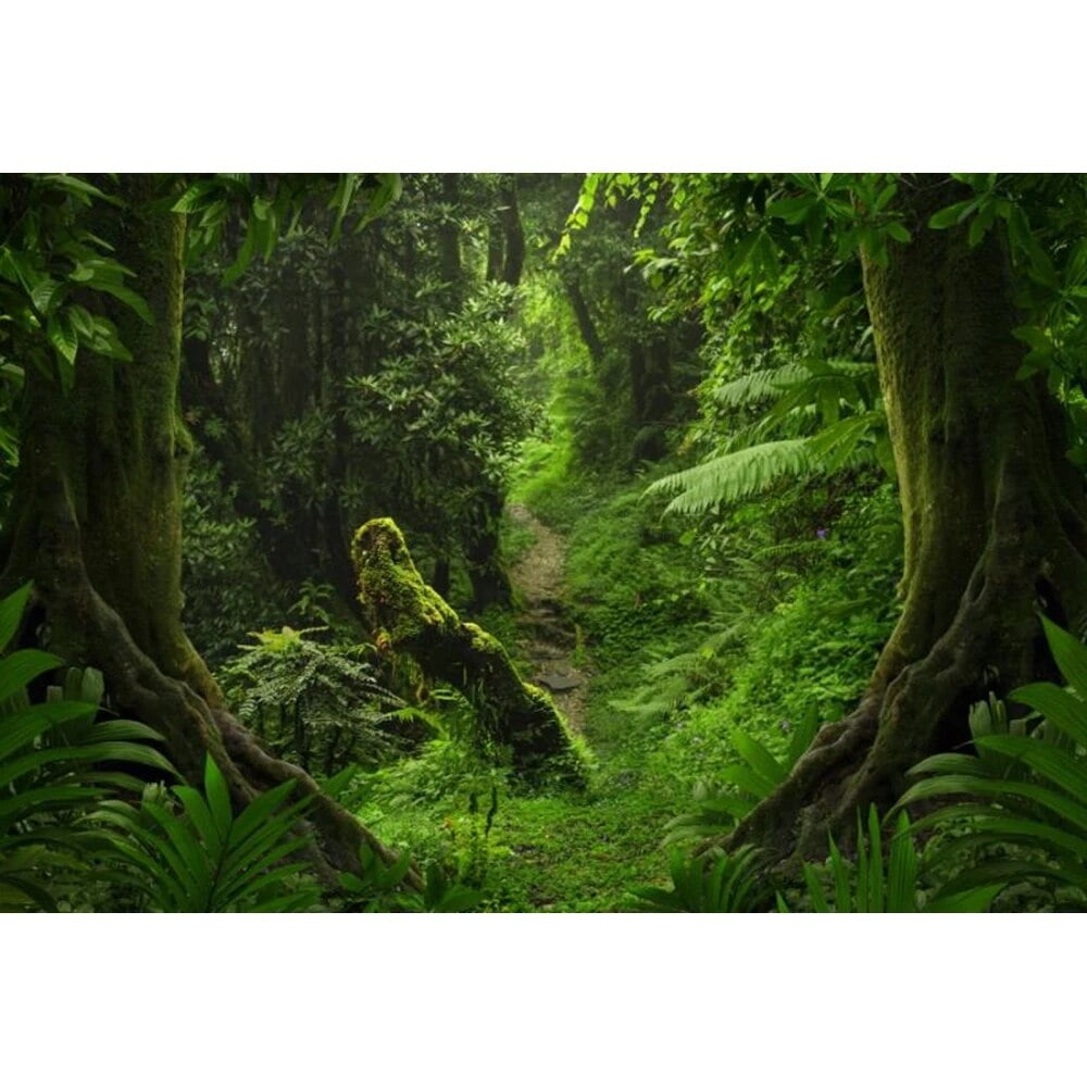 Spring Forest Backdrop Tropical Jungle Rainforest Backdrops for ...