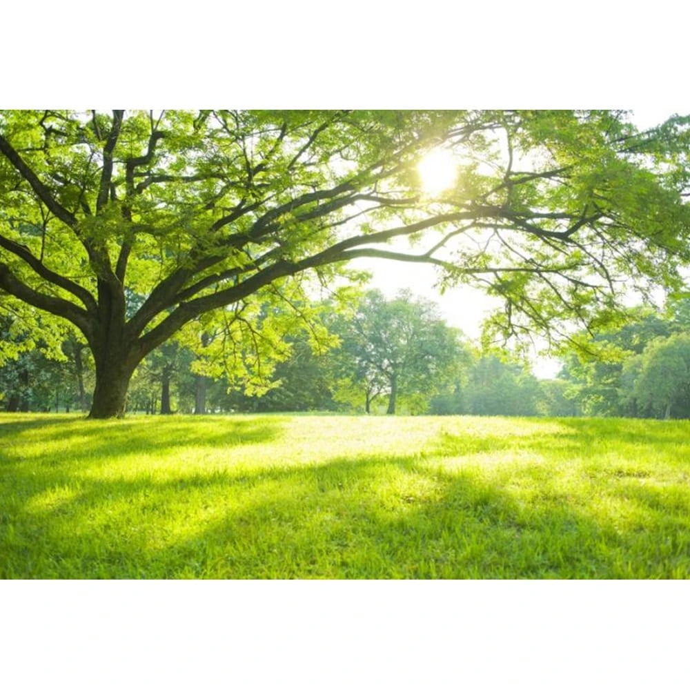 Spring Forest Backdrop Tropical Jungle Rainforest Backdrops for ...
