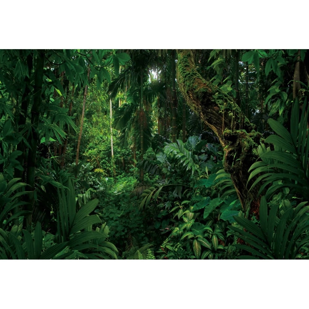 Spring Forest Backdrop Tropical Jungle Rainforest Backdrops for ...
