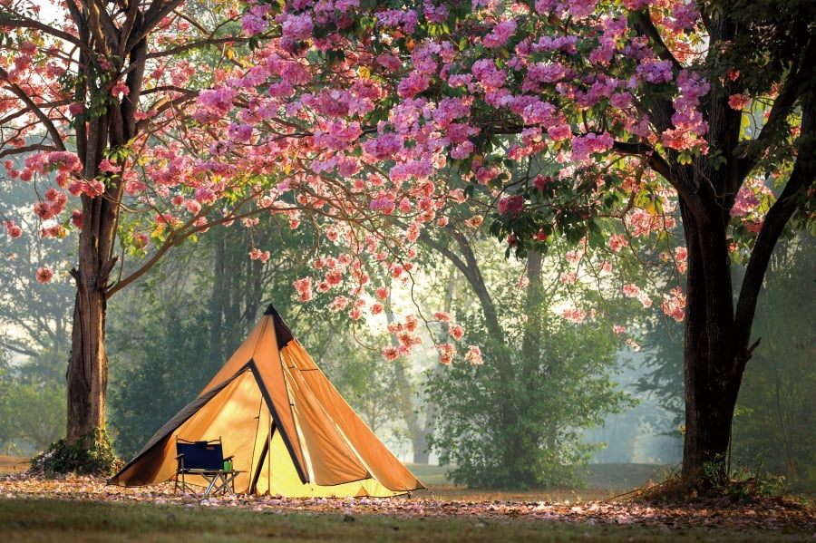 Spring Forest Camping Backdrop Outdoor Pink Cherry Blossoms Camp Tents ...