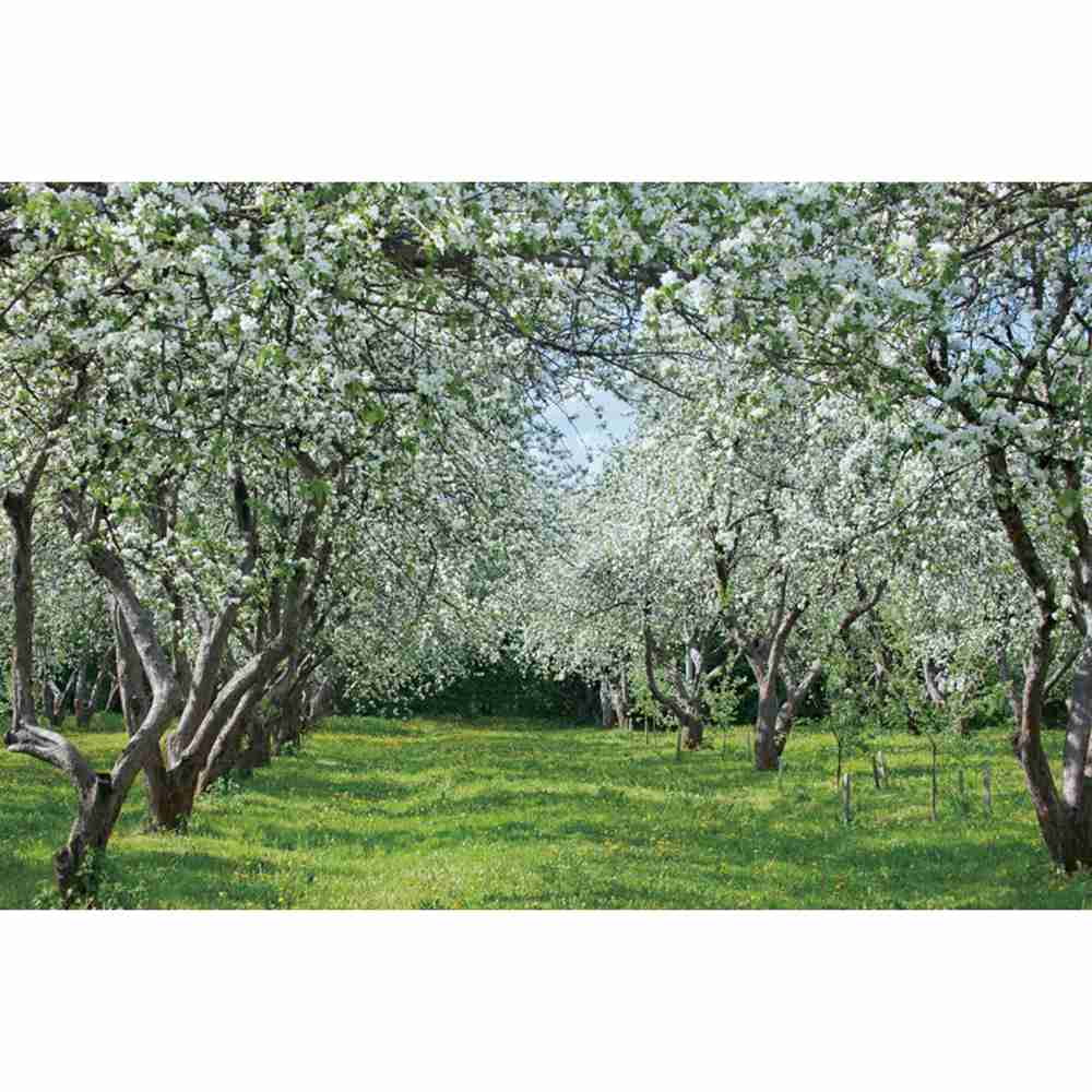 Spring Forest Gard Photography Backdrop Gre Tree River Flower Blossom Photo Studio Background ...