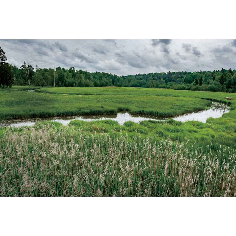 Spring Forest Gard Photography Backdrop Gre Tree River Flower Blossom ...
