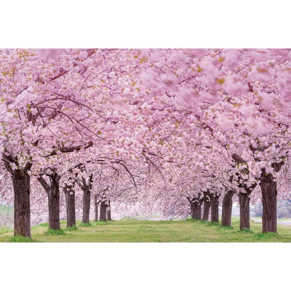 Spring Forest Gard Photography Backdrop Gre Tree River Flower Blossom ...