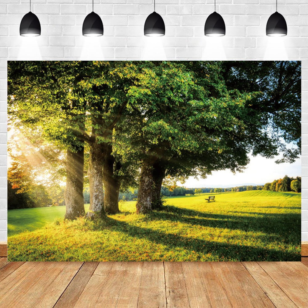 Spring Forest Nature Scenery Sunlight Backdrop Summer Green Grass Park ...
