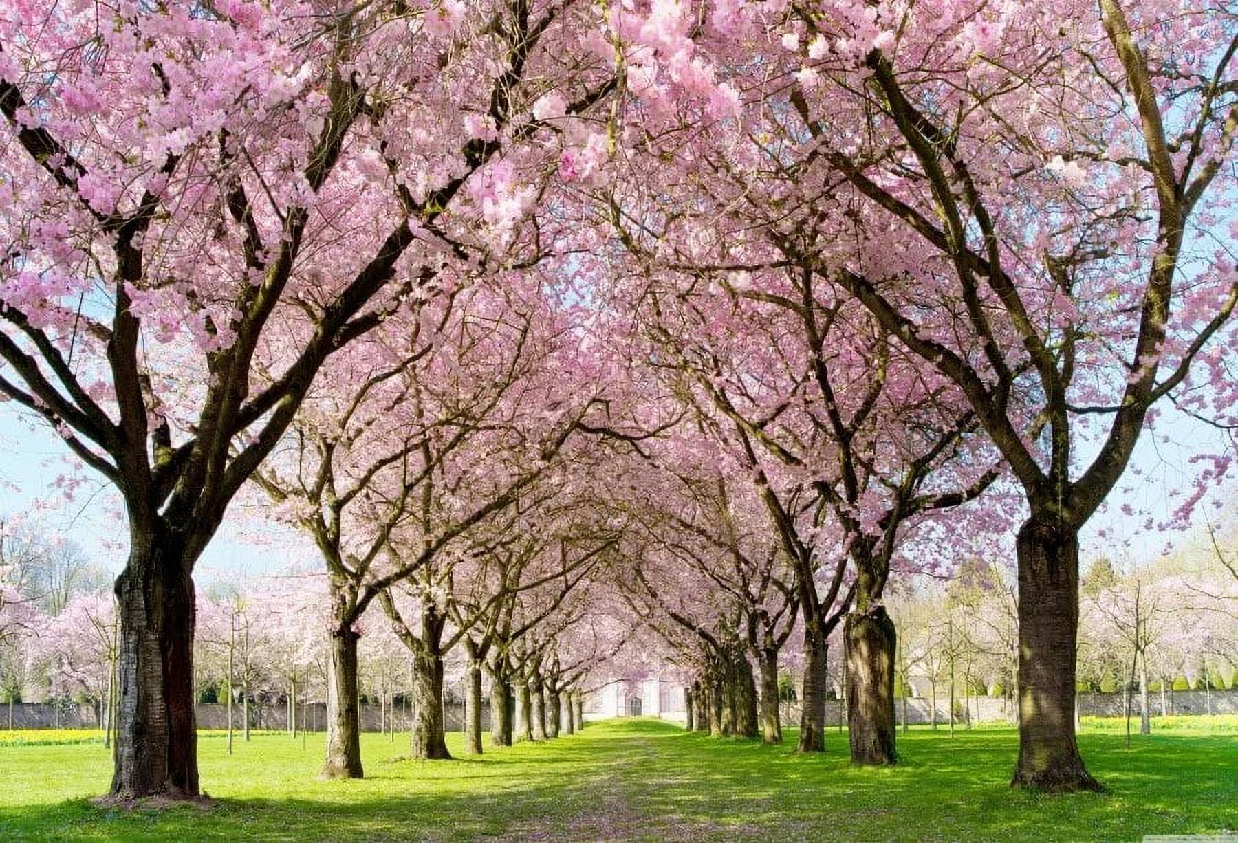 Spring Forest Park Photography Backdrop Blooming Flowers Jungle Garden ...