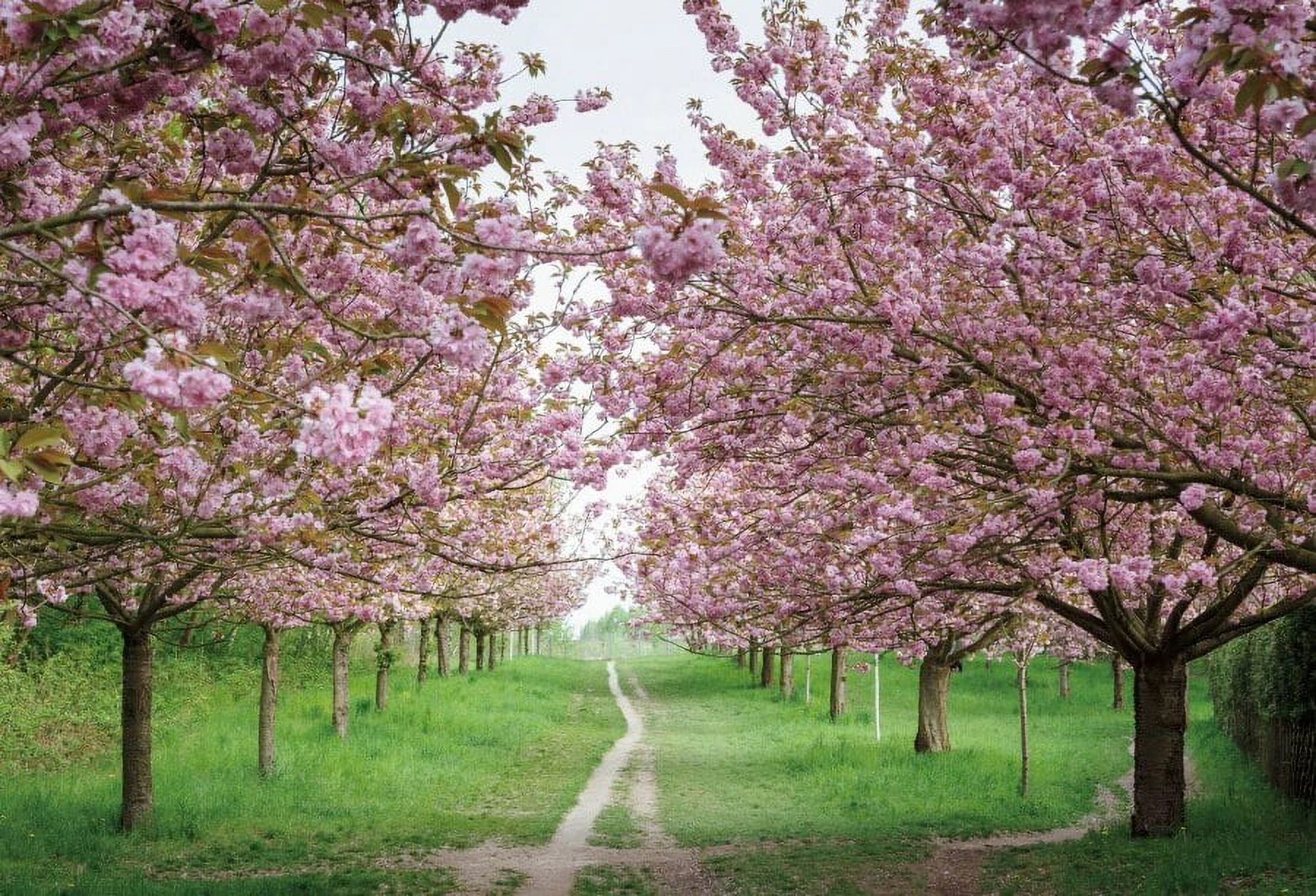 Spring Forest Park Photography Backdrop Blooming Flowers Jungle Garden ...