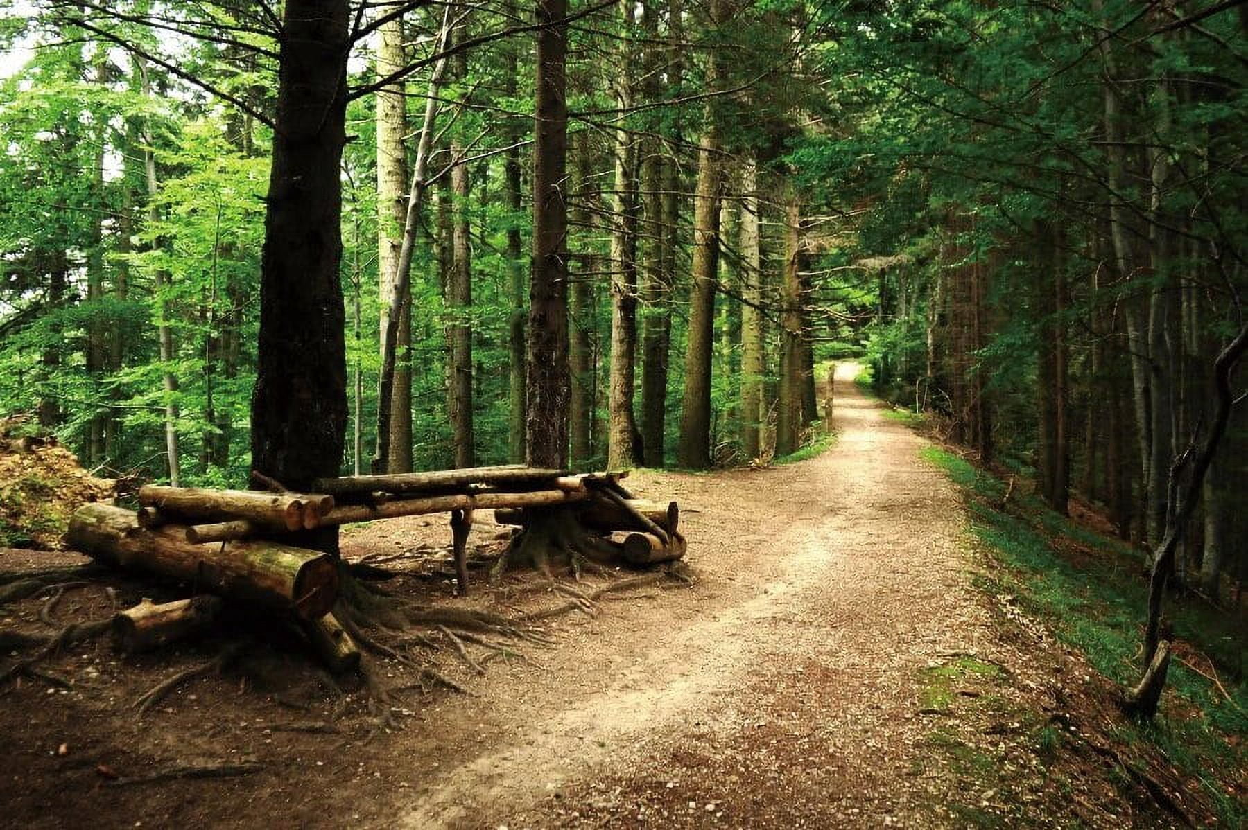 Spring Forest Path Photography Backdrop Green Tree Countryside Walking ...