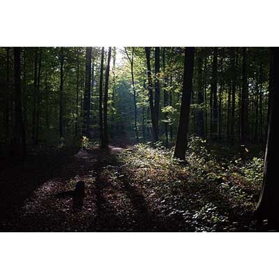 Spring Gre Forest Tree Grass Leaves Backdrop Tropical Rainforest ...
