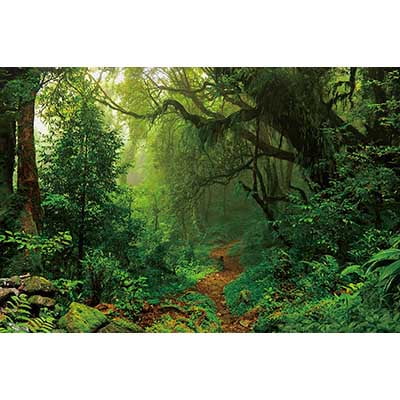 Spring Gre Forest Tree Grass Leaves Backdrop Tropical Rainforest ...