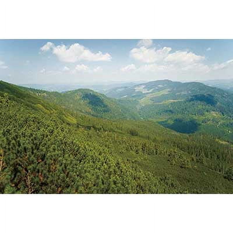 Spring Gre Forest Tree Grass Leaves Backdrop Tropical Rainforest ...