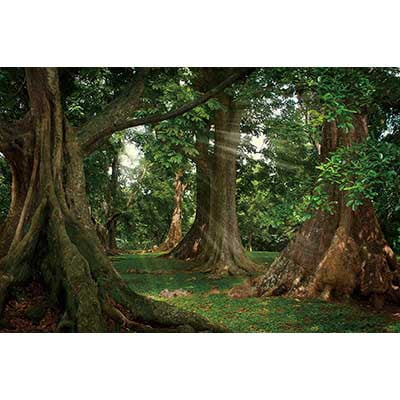 Spring Gre Forest Tree Grass Leaves Backdrop Tropical Rainforest ...