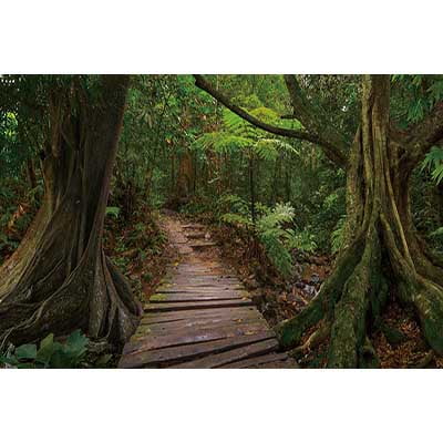 Spring Gre Forest Tree Grass Leaves Backdrop Tropical Rainforest ...