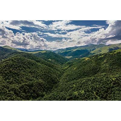 Spring Gre Forest Tree Grass Leaves Backdrop Tropical Rainforest ...