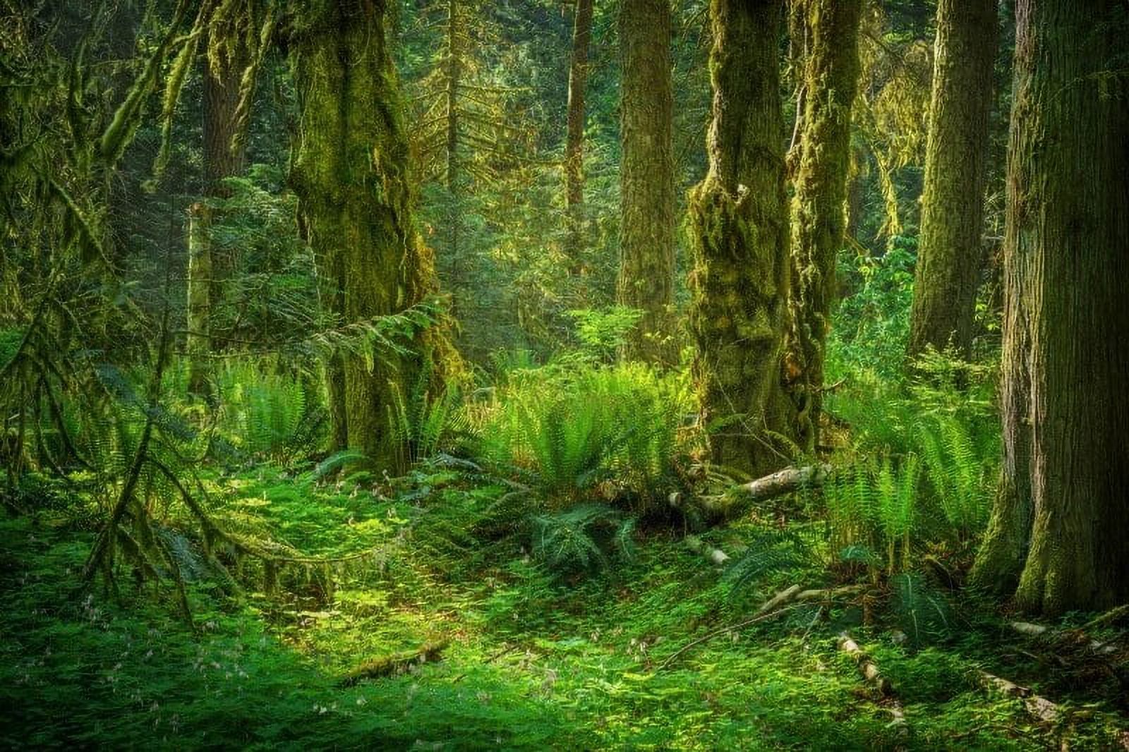 Spring Green Forest Photo Backdrop Jungle Woods Rainforest Natural ...