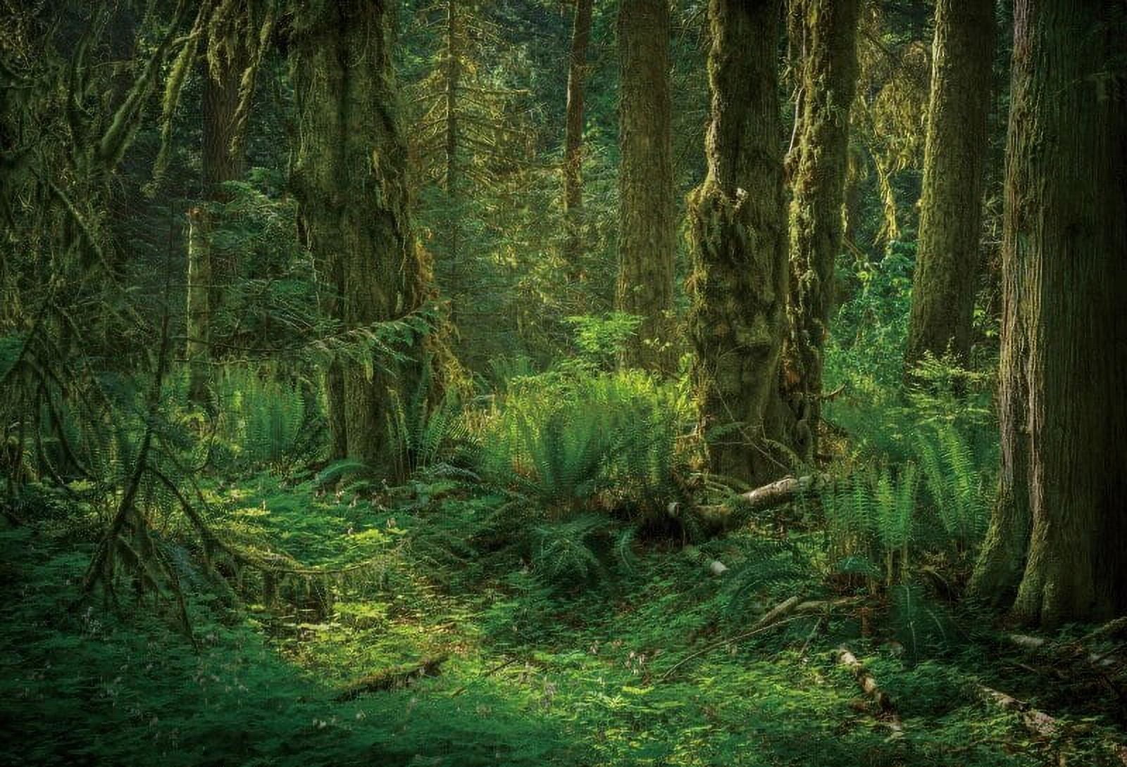 Spring Green Forest Photo Backdrop Jungle Woods Rainforest Natural ...