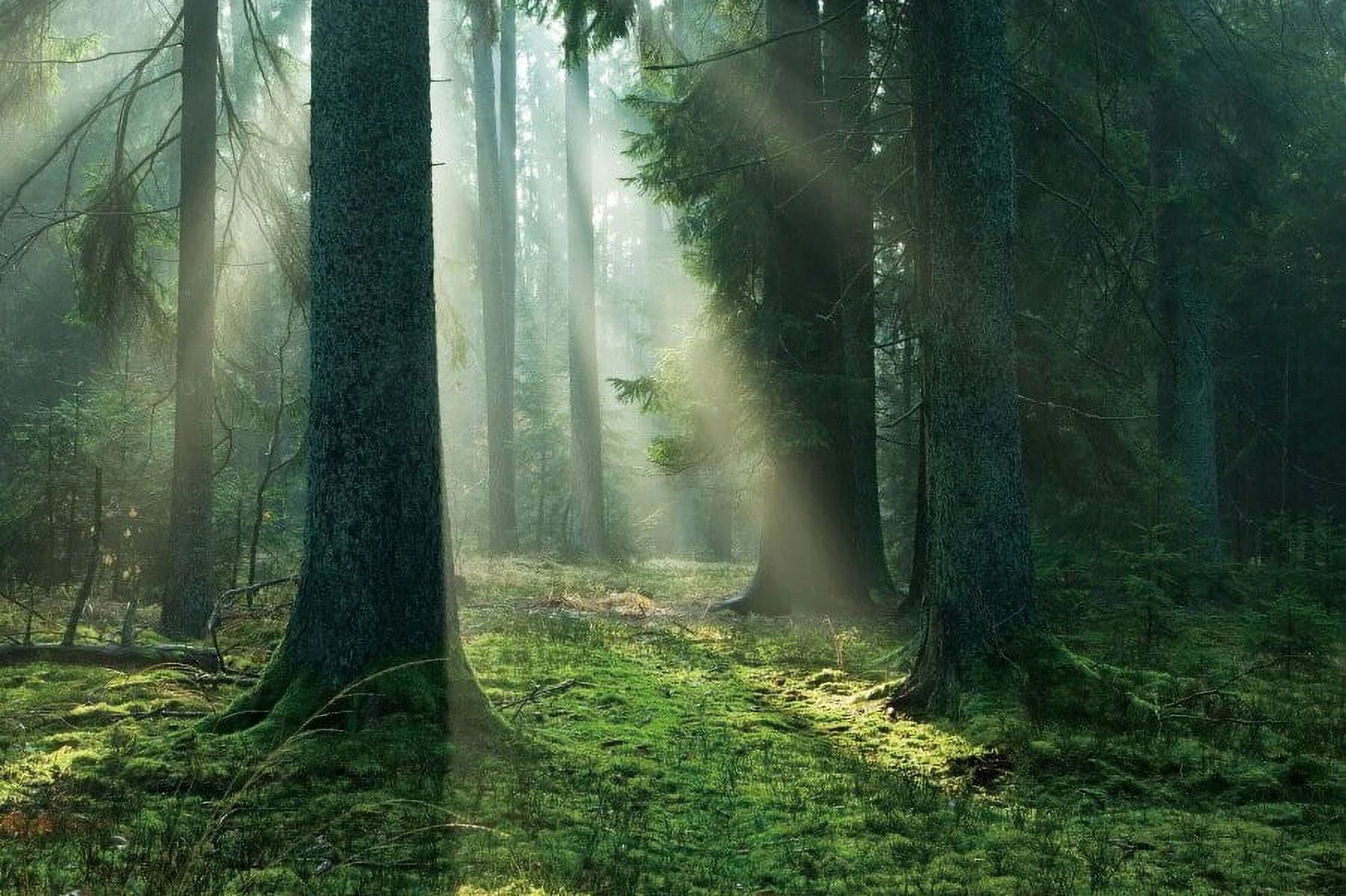 Spring Green Forest Photo Backdrop Jungle Woods Rainforest Natural ...