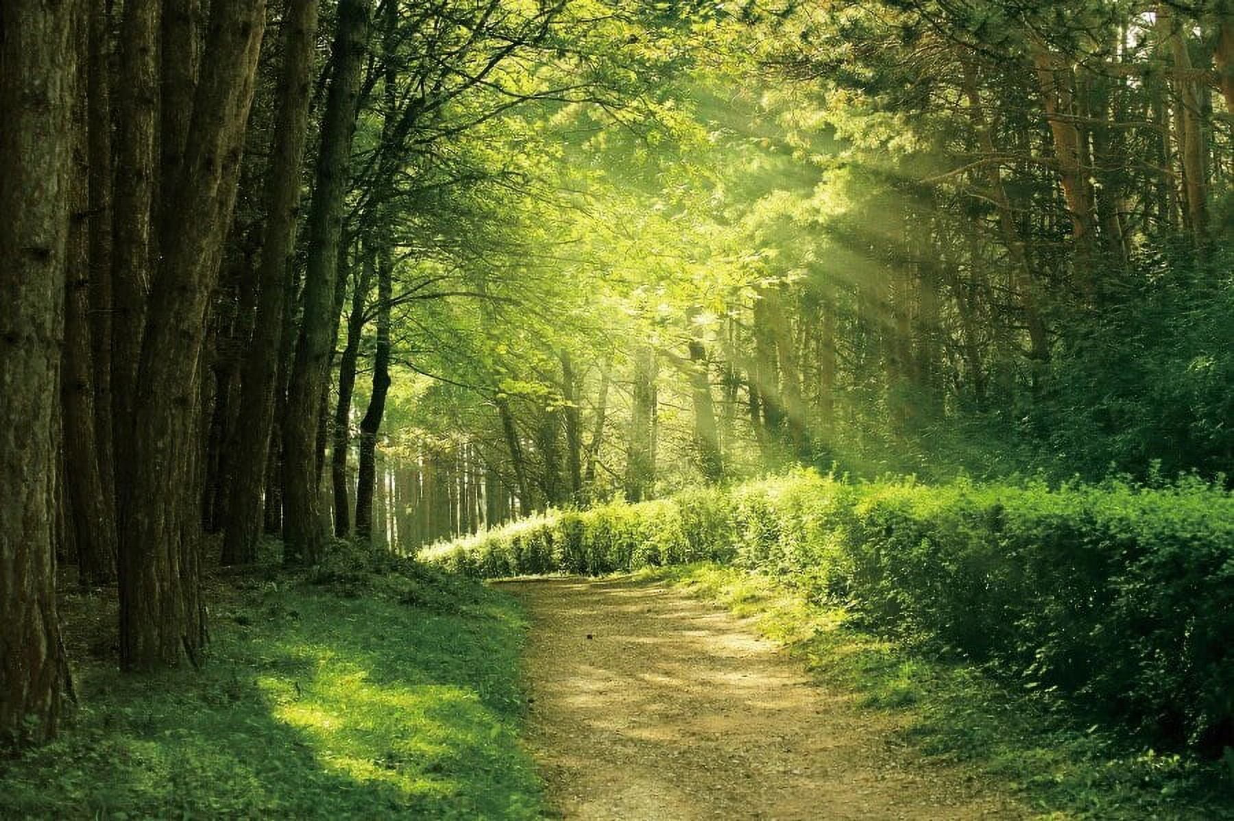 Spring Green Forest Photo Backdrop Jungle Woods Rainforest Natural ...