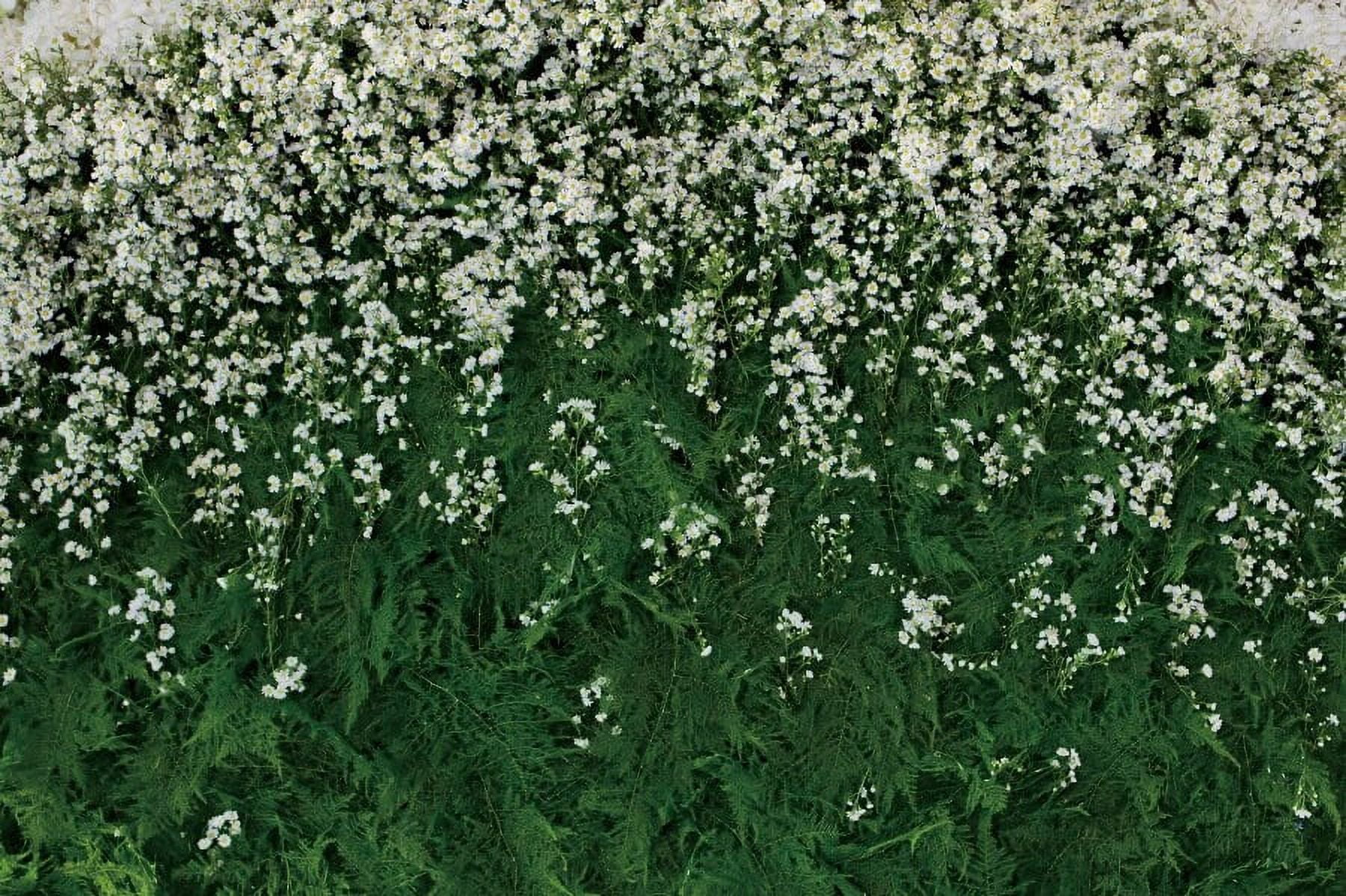 Spring Green Lawn Backdrop Nature Grass White Flowers Kid Birthday ...