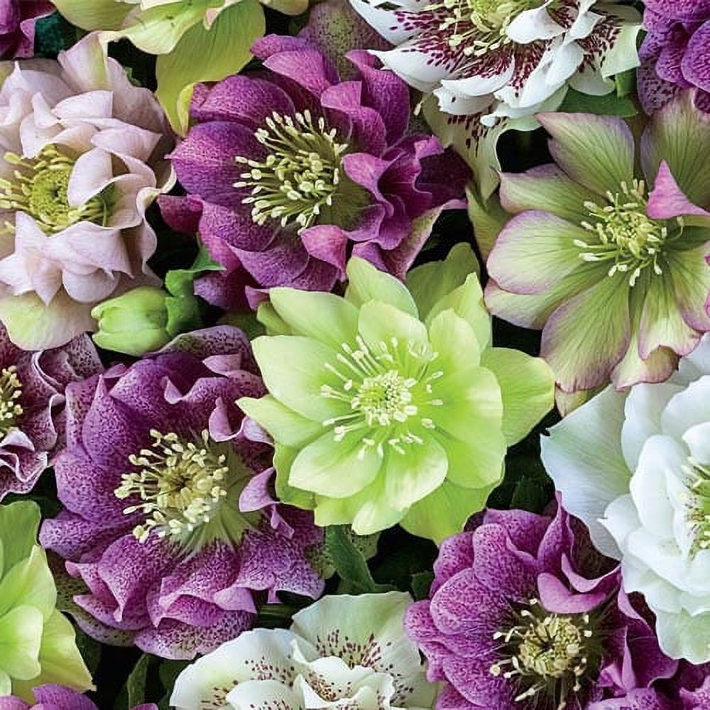 Double Flowering Lenten Rose (Hellebore) Mixture Dormant Bare Root ...