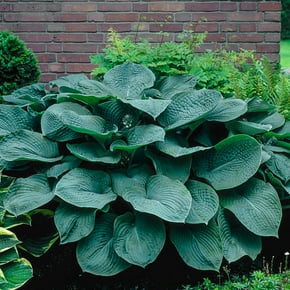 Hosta Plants in Perennials - Walmart.com