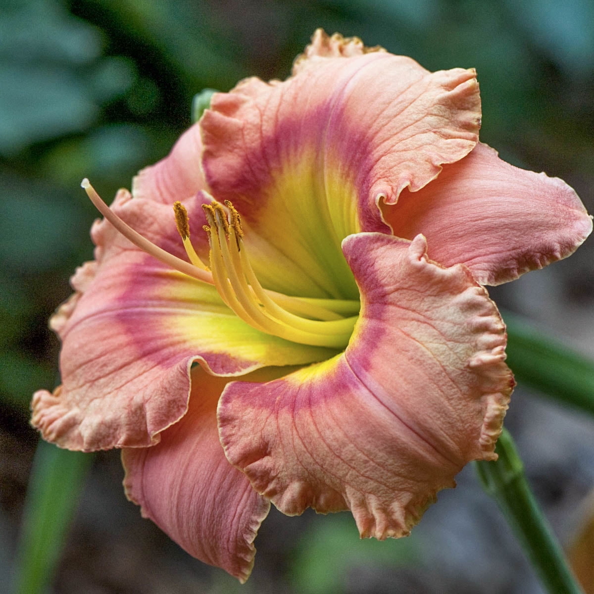 Spring Hill Nurseries Elegant Candy Daylily Bare Root Perennial Plant ...