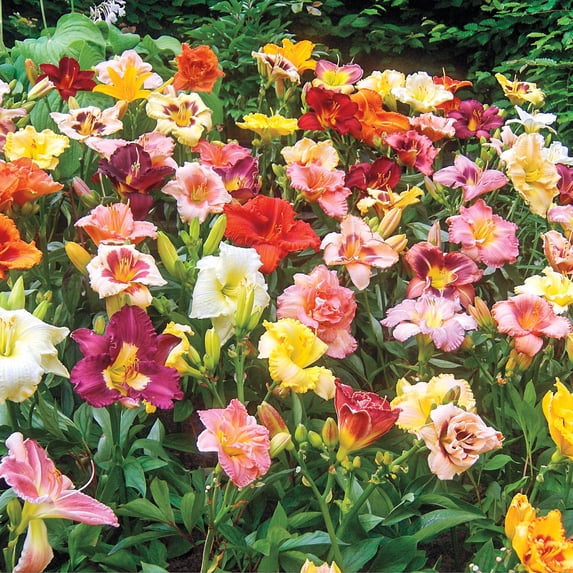 Spring Hill Nurseries Mulit-Colored Flowering Reblooming Daylily Mix ...