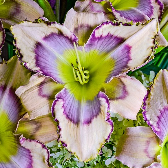 Spring Hill Nurseries