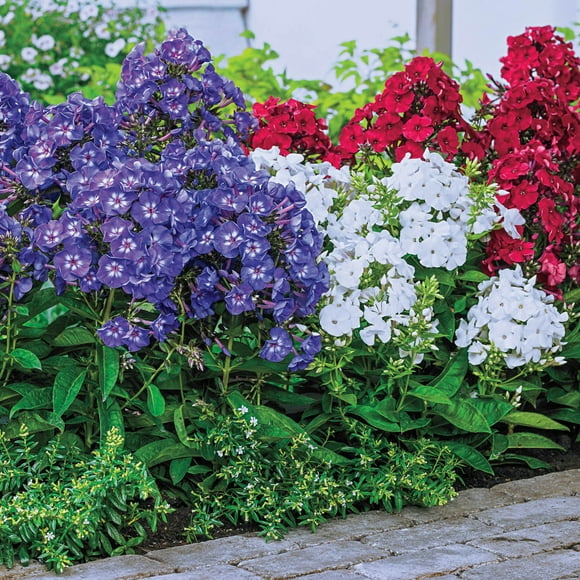 Phlox Plants in Perennials - Walmart.com