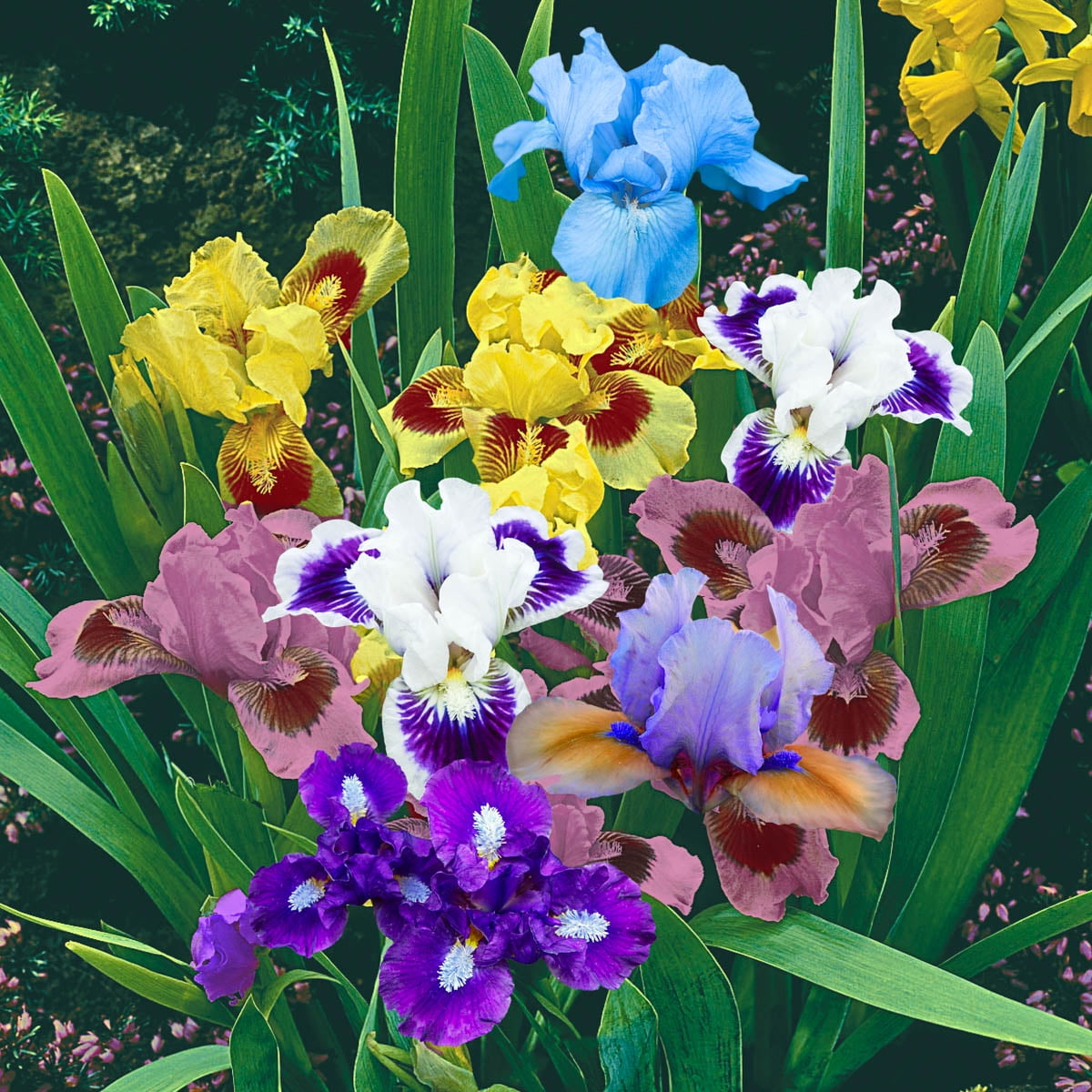 Spring Hill Nurseries Multi-colored Flowering Dwarf Iris Mixture Bare ...