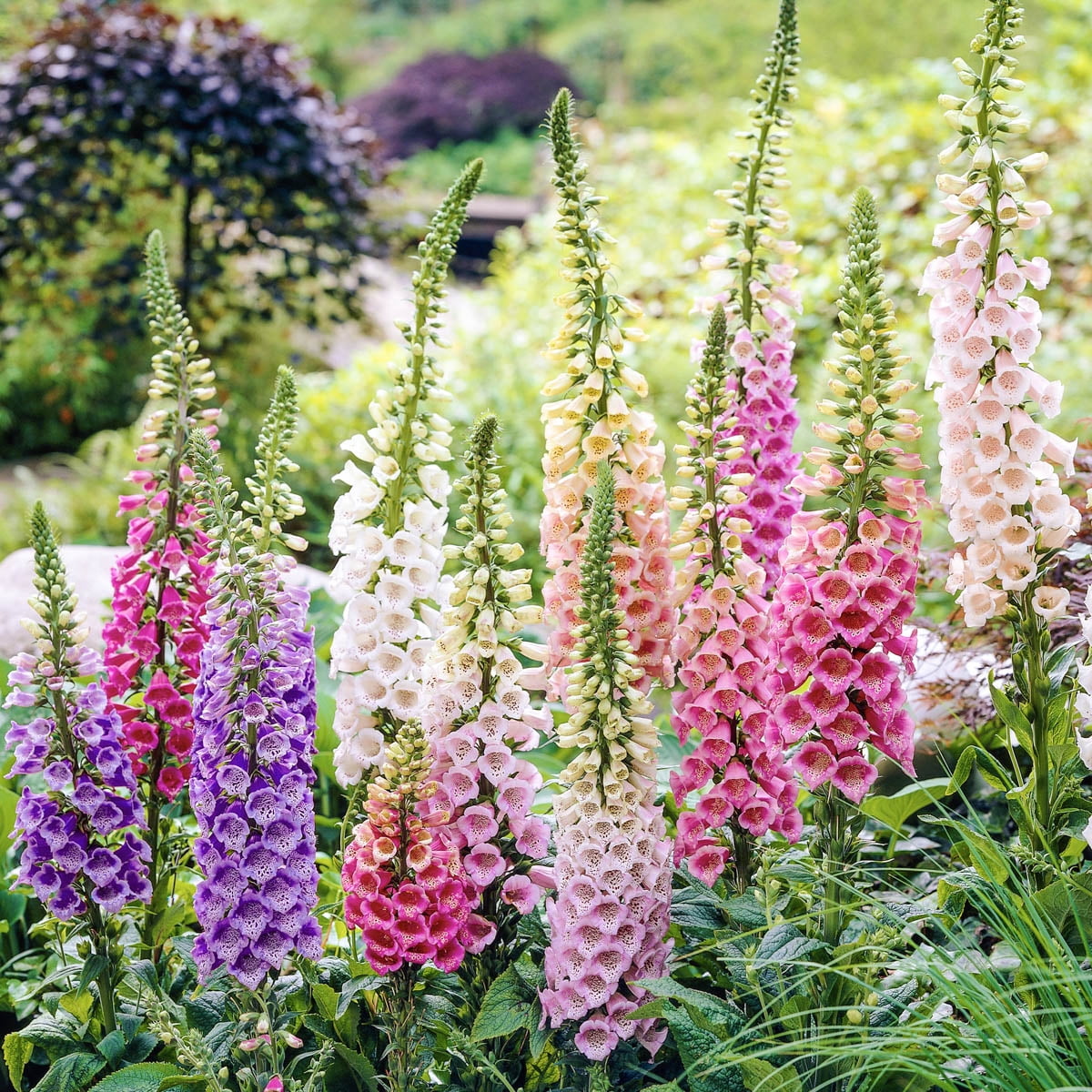 Spring Hill Nurseries Multi-colored Flowering Excelsior Foxglove ...