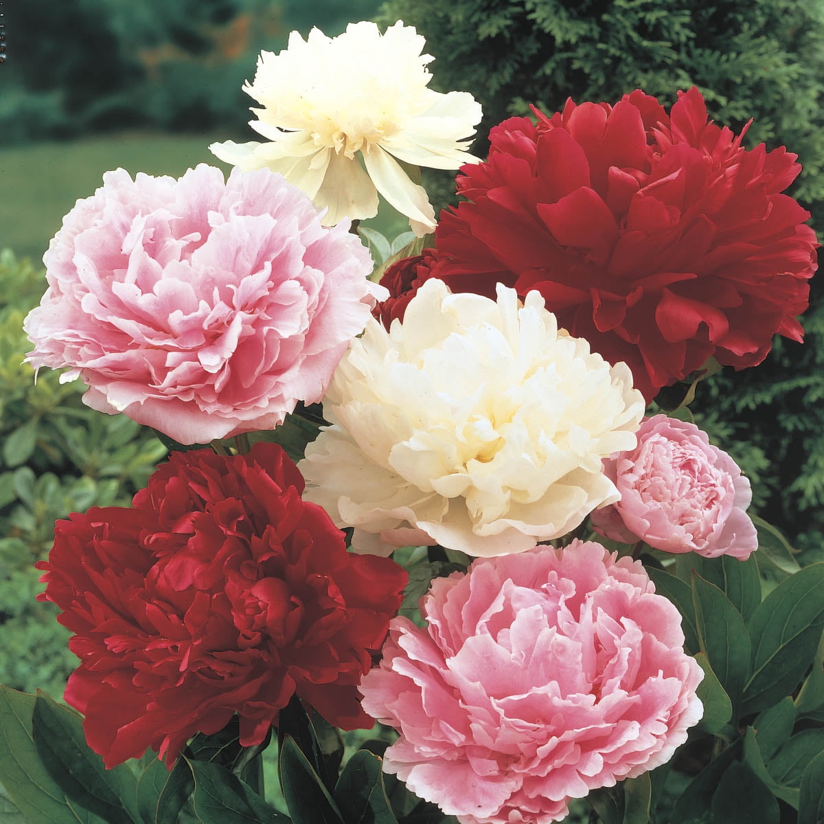 Spring Hill Nurseries Multi-colored Flowering Peony Mixture Dormant ...