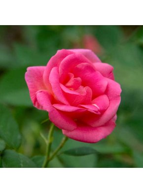 Rose Bushes in Garden Bushes - Walmart.com