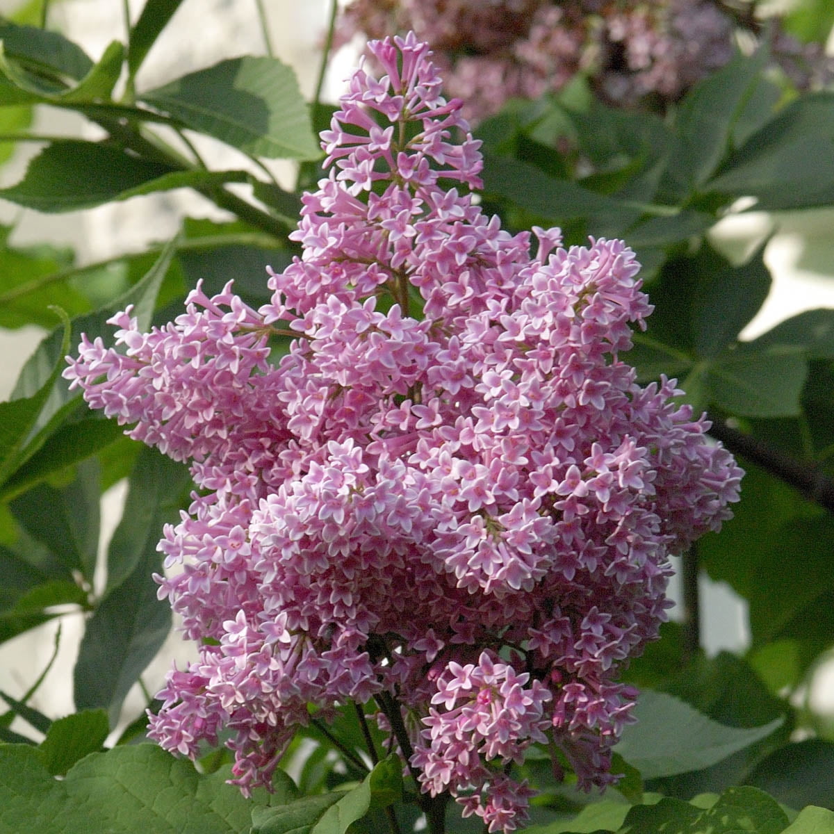 Spring Hill Nurseries Pink Flowering James Macfarlane Lilac Syringa, 2.50 Qt Potted Deciduous ...
