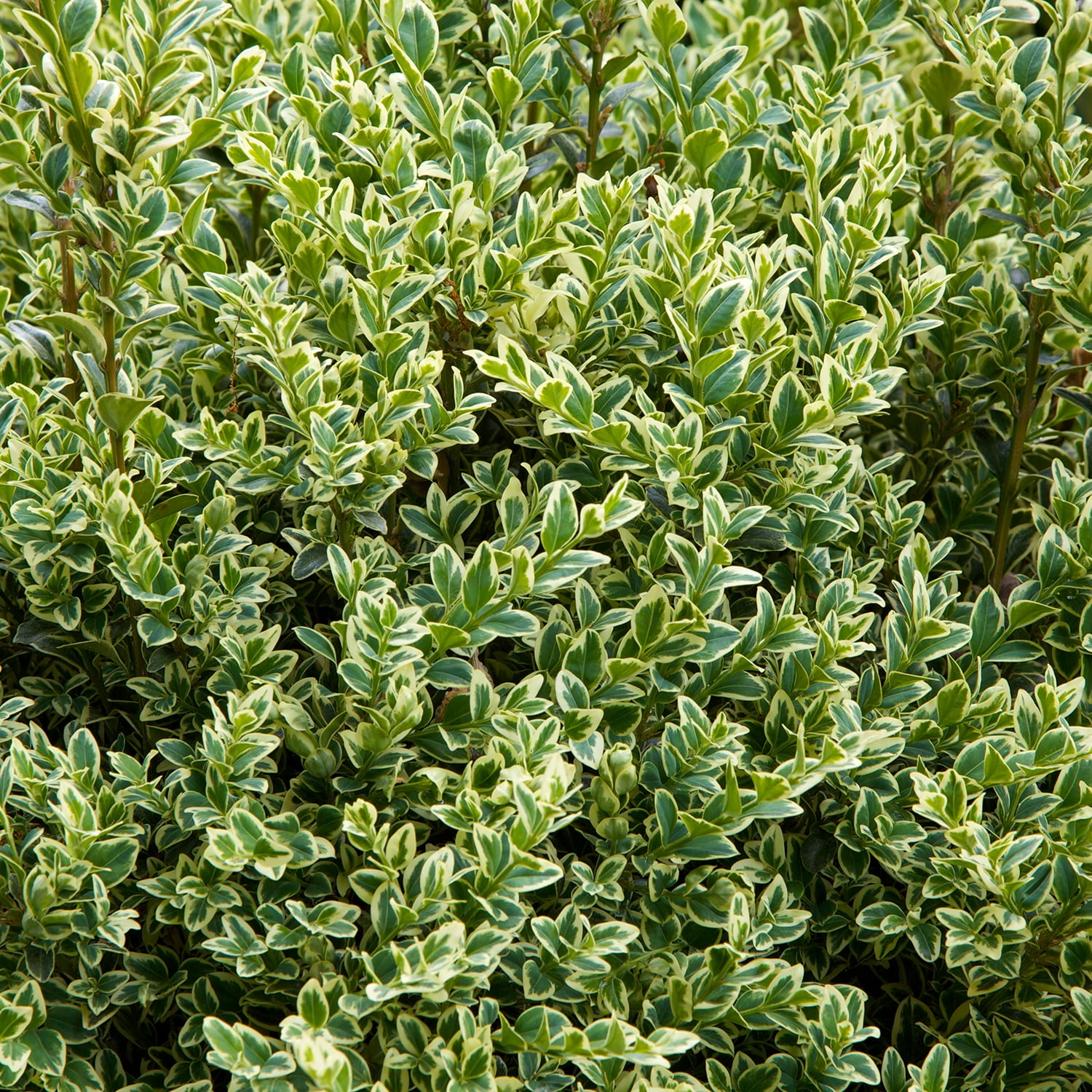 Variegated Evergreen Shrubs
