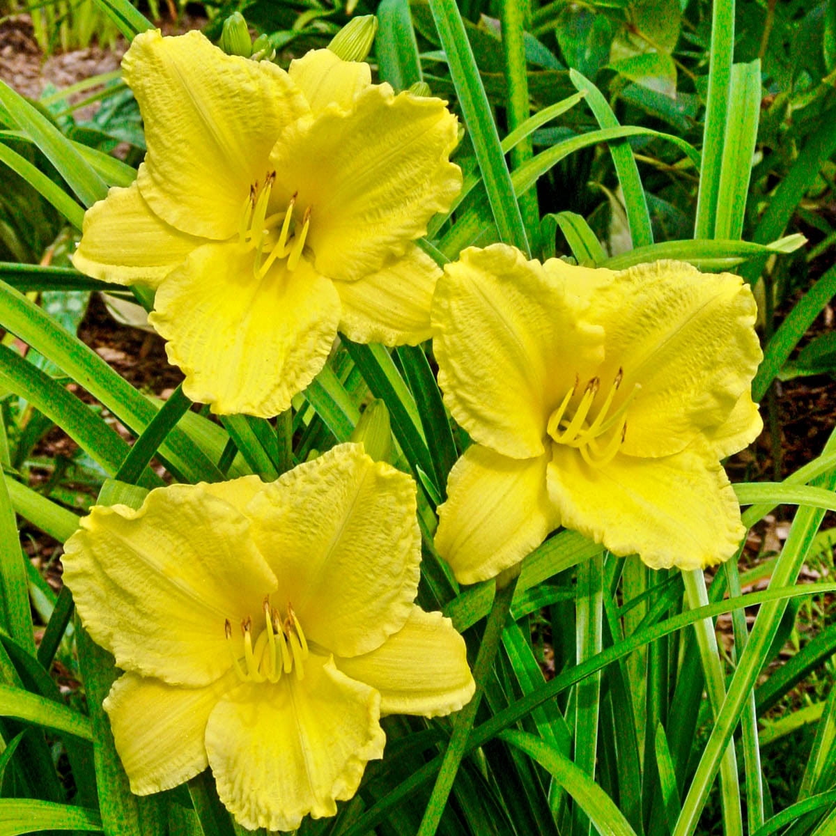 Spring Hill Nurseries Yellow Flowering Big Time Happy Reblooming ...