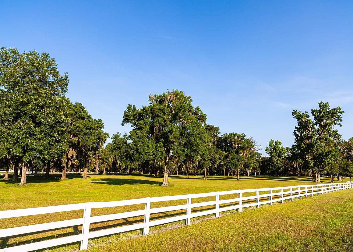 Spring Horse Farm Photography Background Greenery Grassland Blue Sky ...