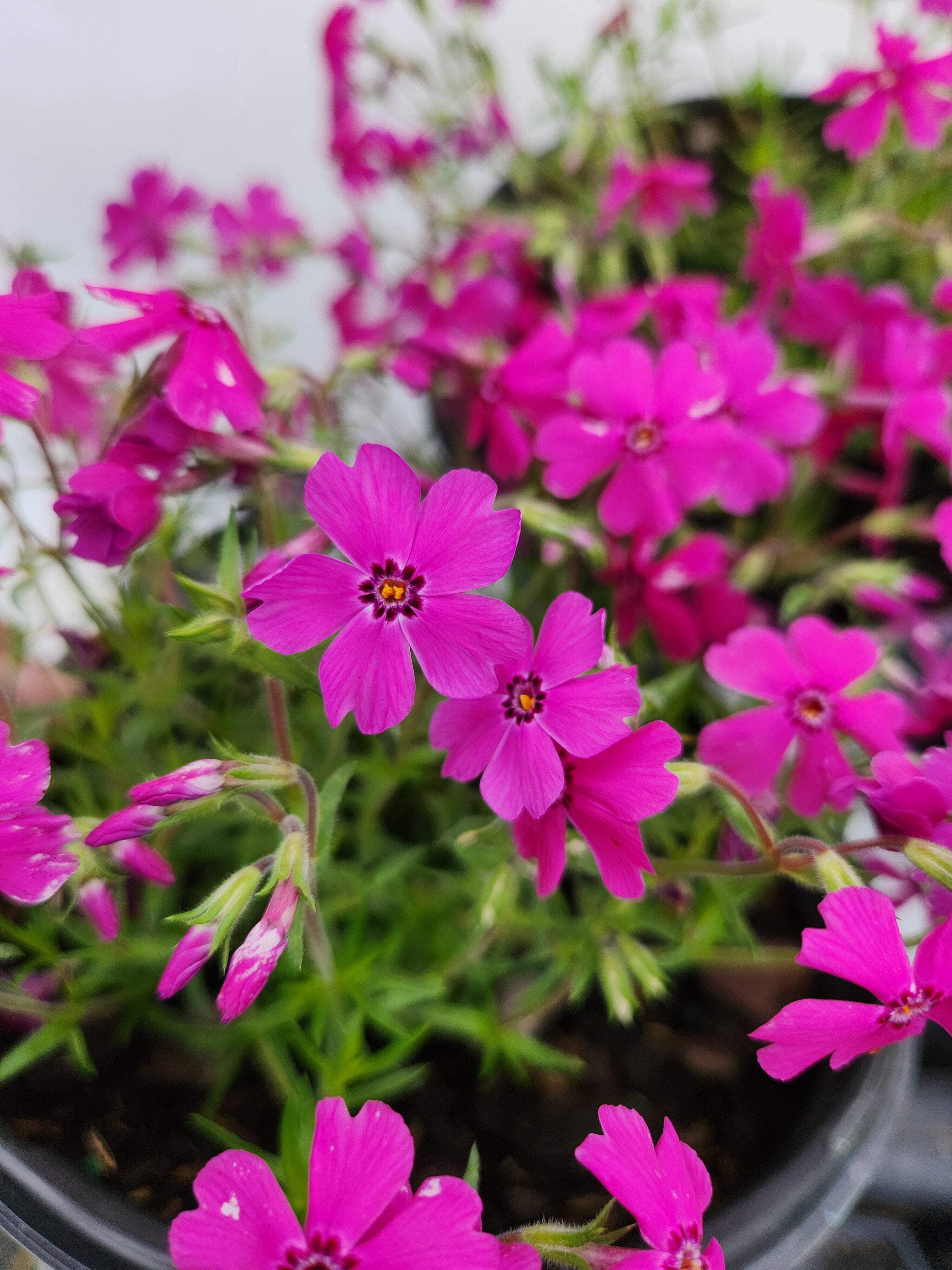 Spring Hot Pink Moss Phlox - Walmart.com