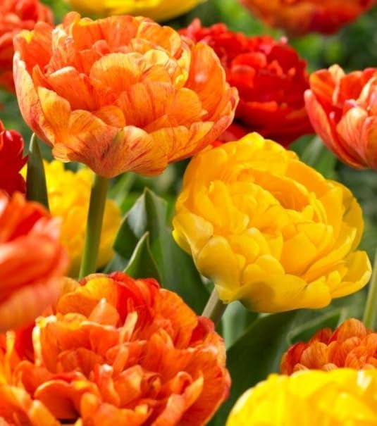 Spring Joy Double Mixed Tulip Bulbs for Planting - Easy to Grow, Plant ...