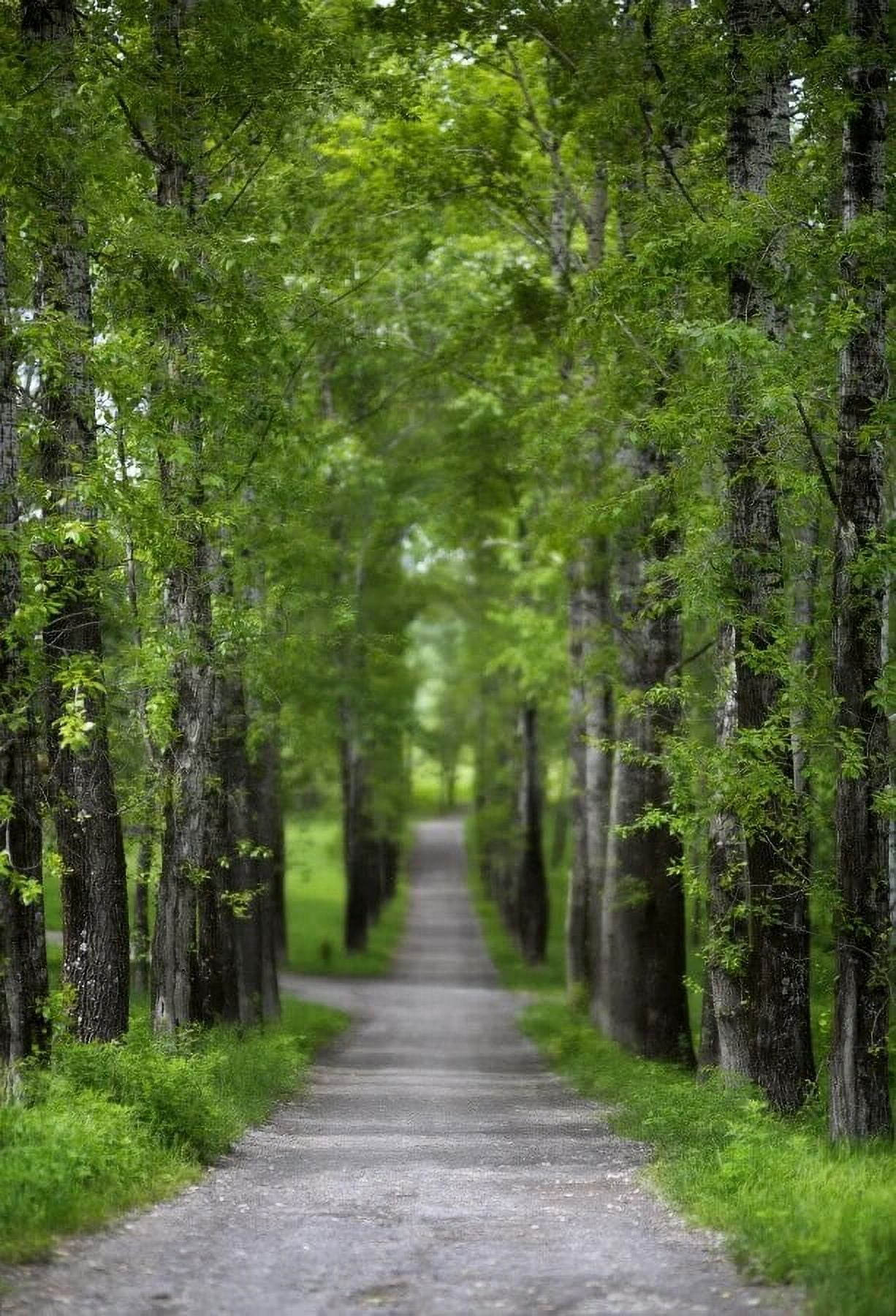Spring Jungle Forest Trees Backdrop Pink Cherry Blossoms Green ...