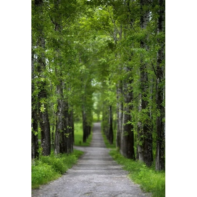Spring Jungle Forest Trees Backdrop Pink Cherry Blossoms Green ...