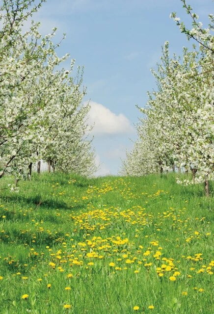 Spring Jungle Forest Trees Backdrop Pink Cherry Blossoms Green ...