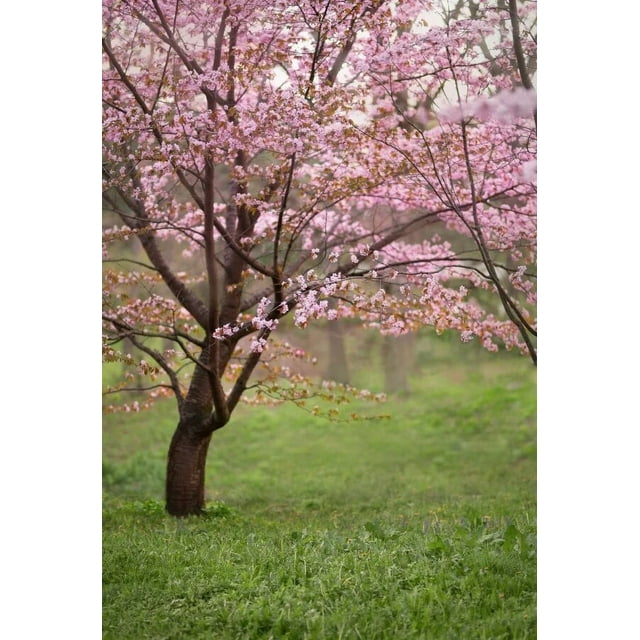 Spring Jungle Forest Trees Backdrop Pink Cherry Blossoms Green ...