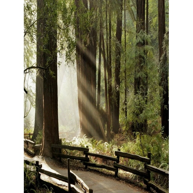 Spring Jungle Forest Trees Backdrop Pink Cherry Blossoms Green ...